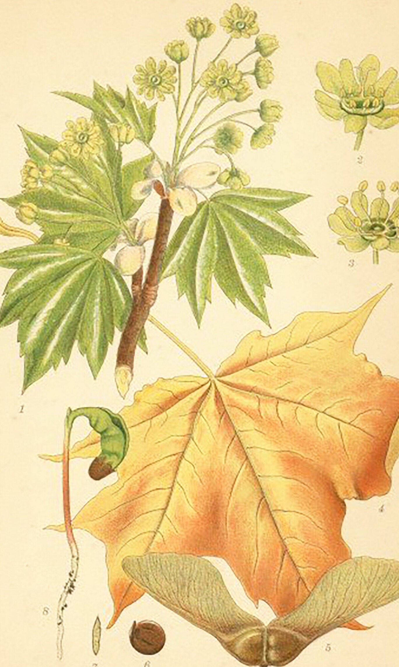 Acer Platanoides Print, Norway Maple, Botanical Print From Nordens ...