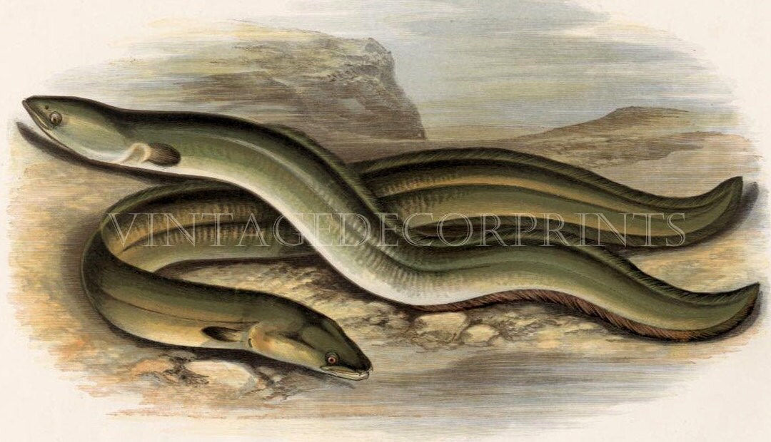 Sharp-nosed Eel. Original Antique Print From the Rev. W. Houghtons ...