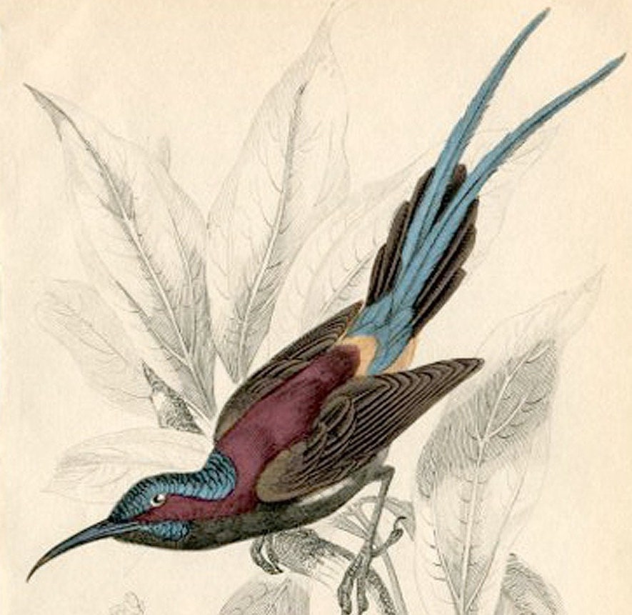 Antique Jardine Humming Bird Print. Original 1833 Print of Humming ...