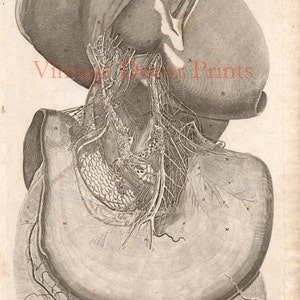 Anatomy Engraving of the Nerves of the Liver Gall-bladder - Etsy