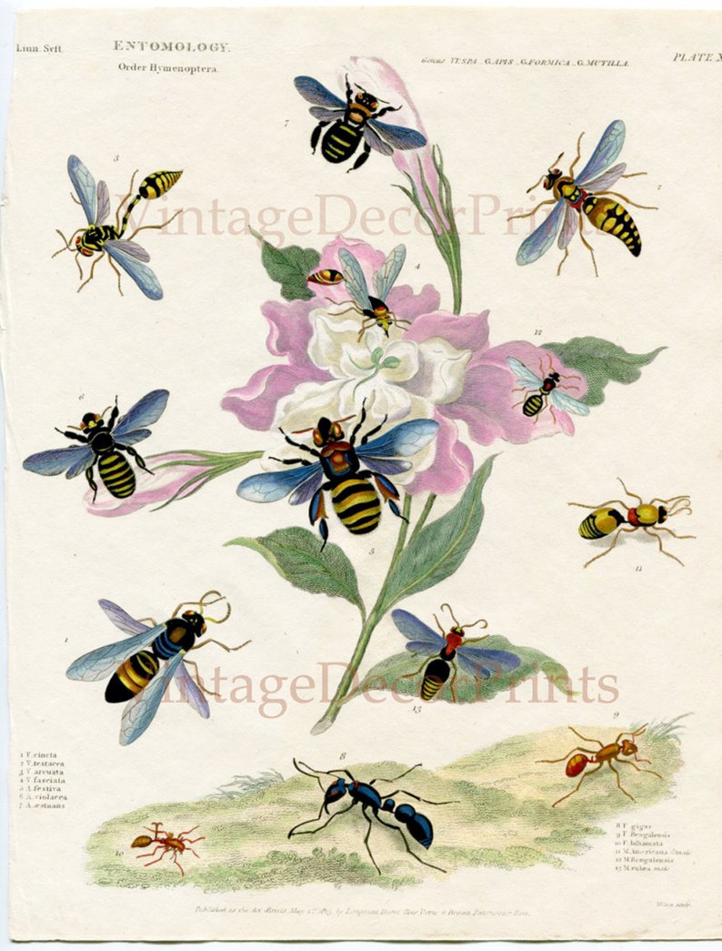 Insect Antique Print. Bee's Wasps Hornets and Ants From - Etsy