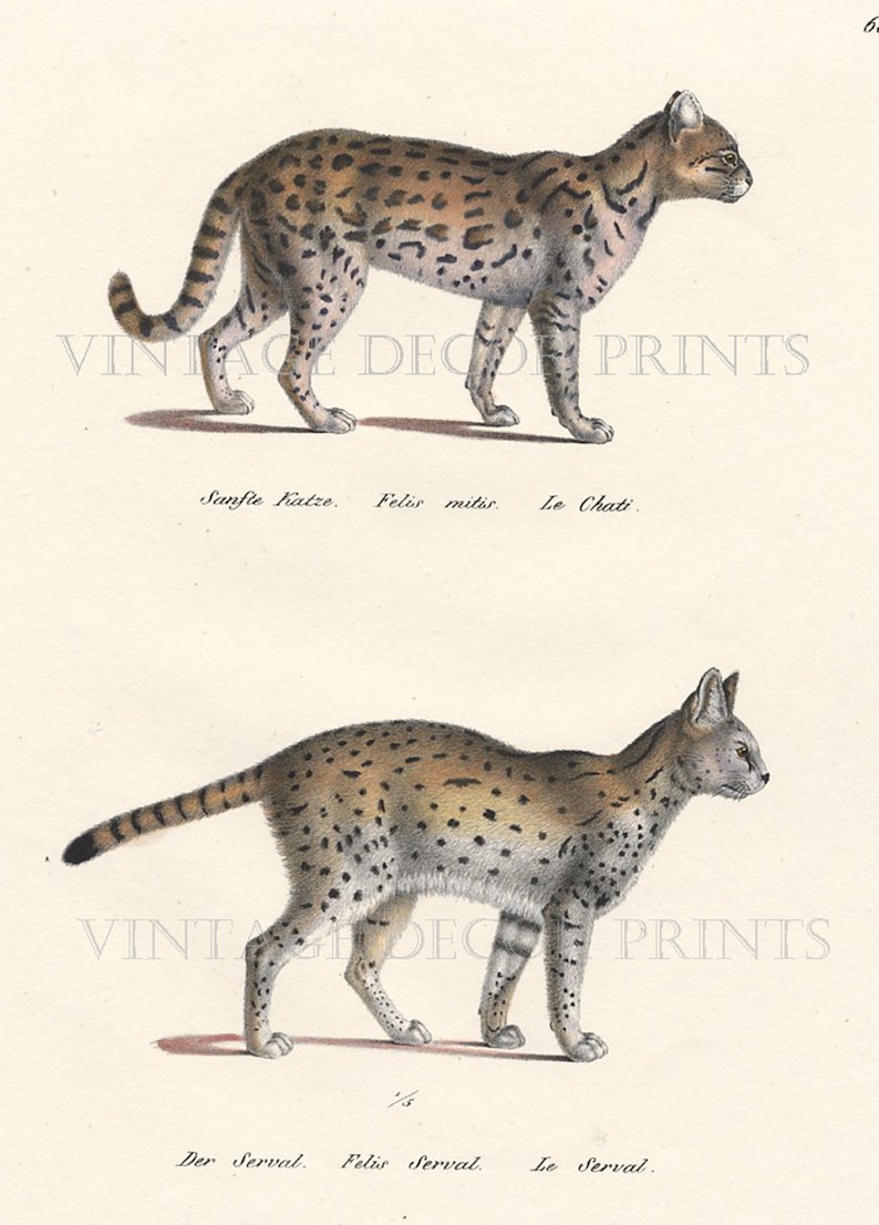 Wild Cat Serval Print Original 1827 Engraving by Joseph Brodtmann for H ...