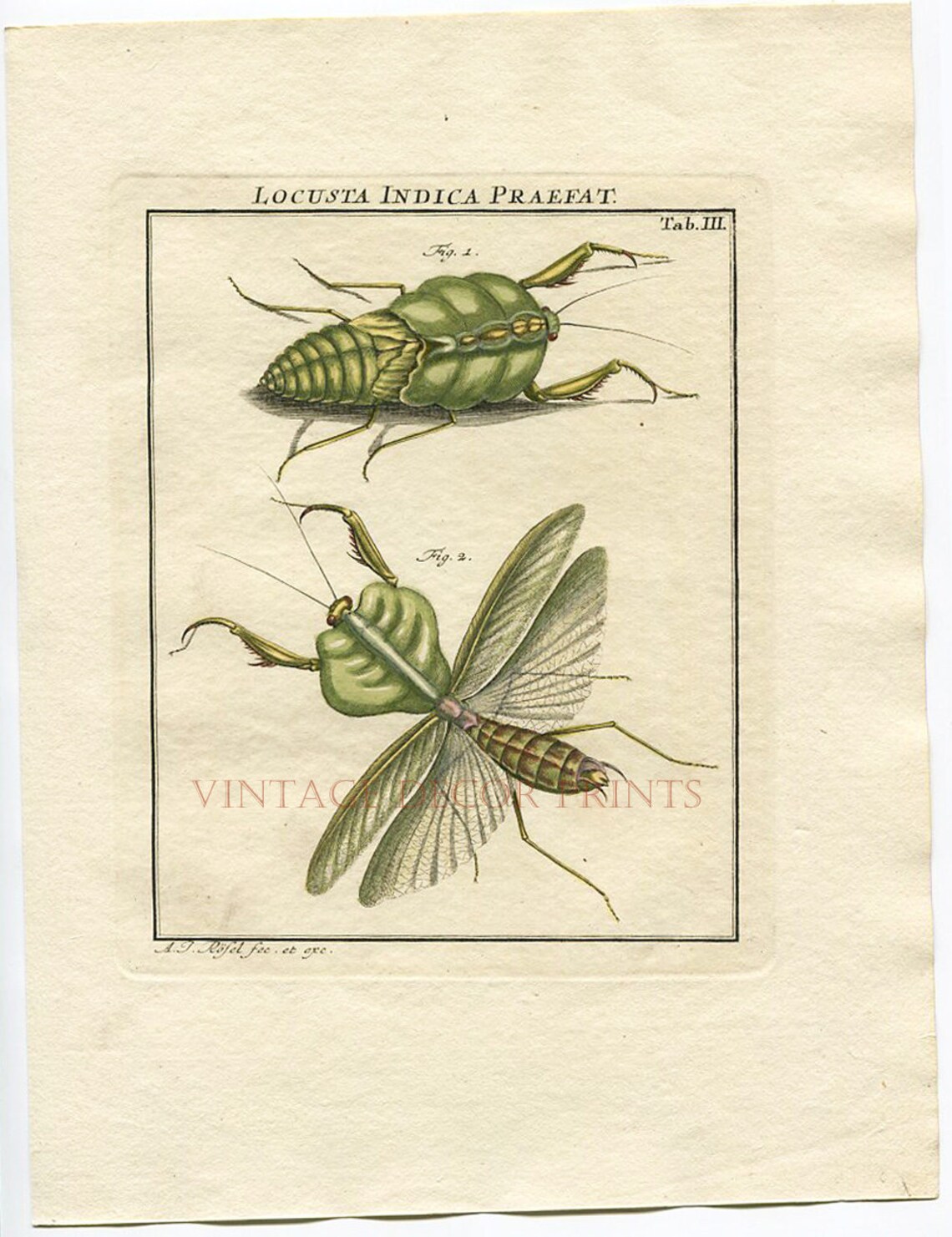 Cricket Insect Hand Painted Antique Print. 1740 Original - Etsy UK