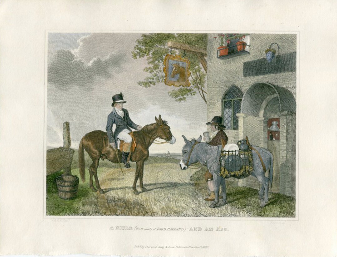 Antique Horse Print. Handcolored Mule and Ass 1820 Engraving. English ...