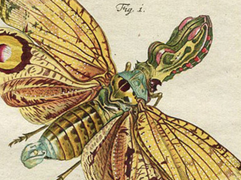 Lantern Fly Insect Print. Nature Study Lantern Fly Print. - Etsy