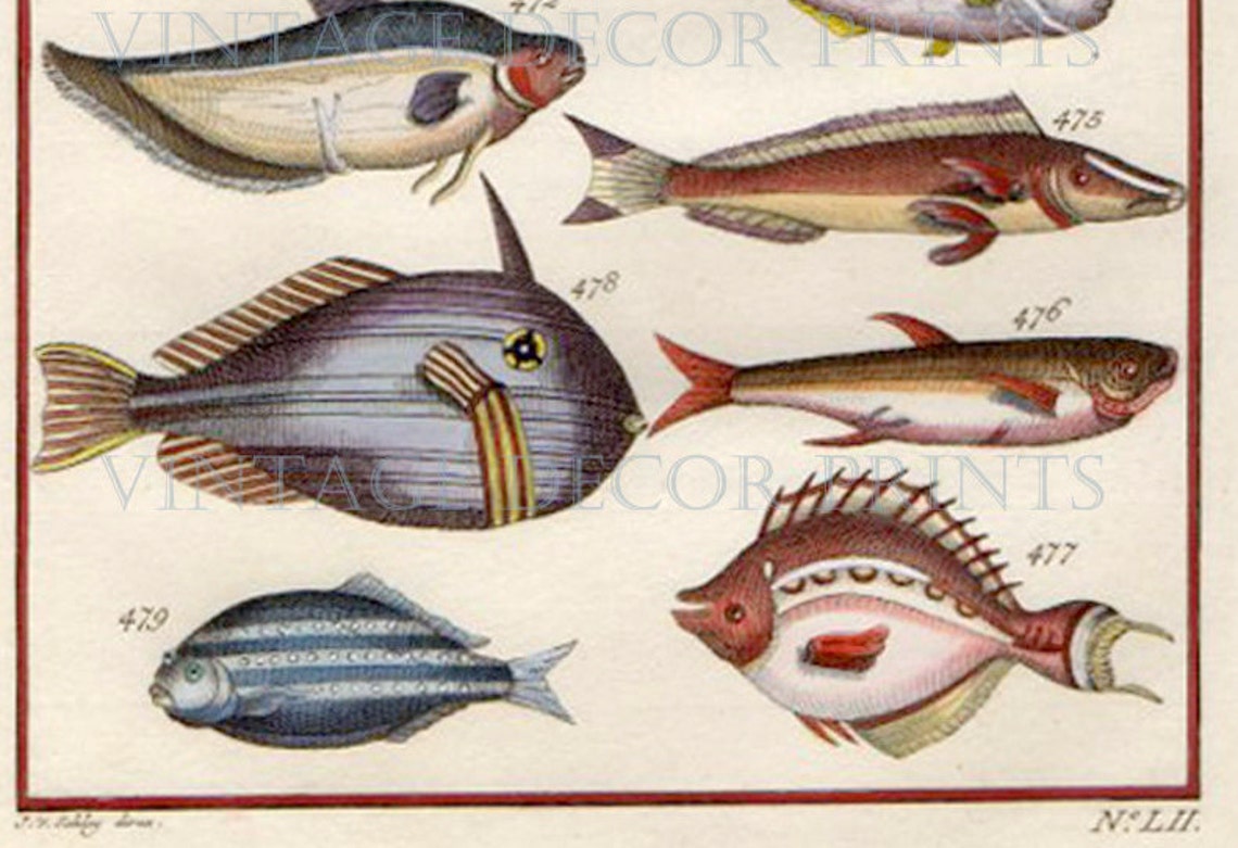 Antique Print of Tropical Reef Fish, 1764 Engraving of Various ...