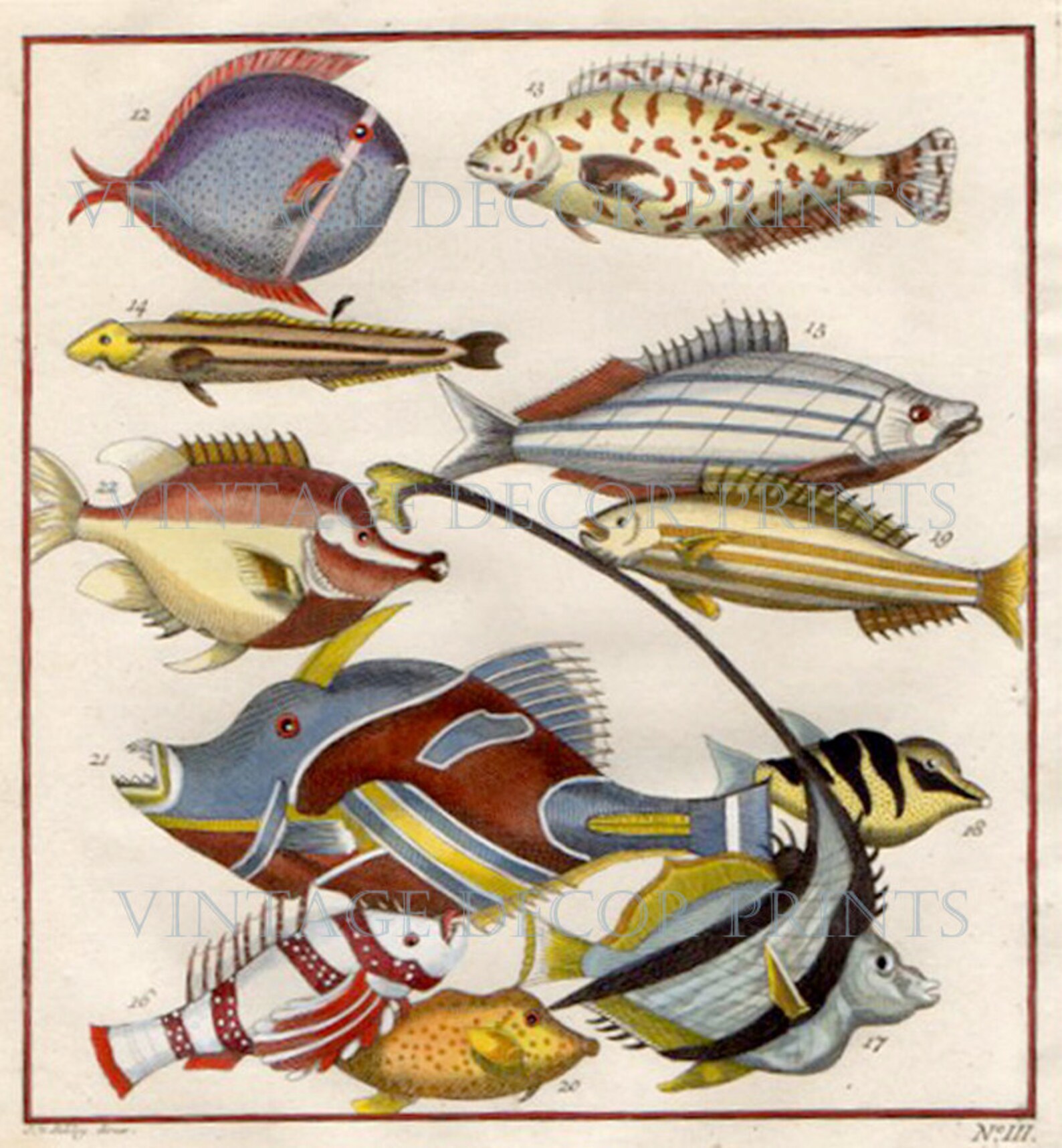 Tropical Fish Engraving of Various Colourful Reef Fish. 1764 Engraving ...