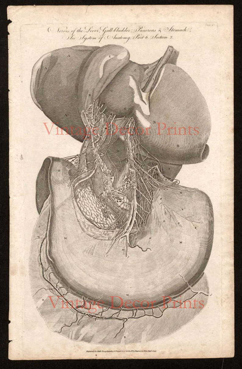 Anatomy Engraving of the Nerves of the Liver Gall-bladder - Etsy