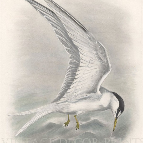 Sea Tern - Etsy