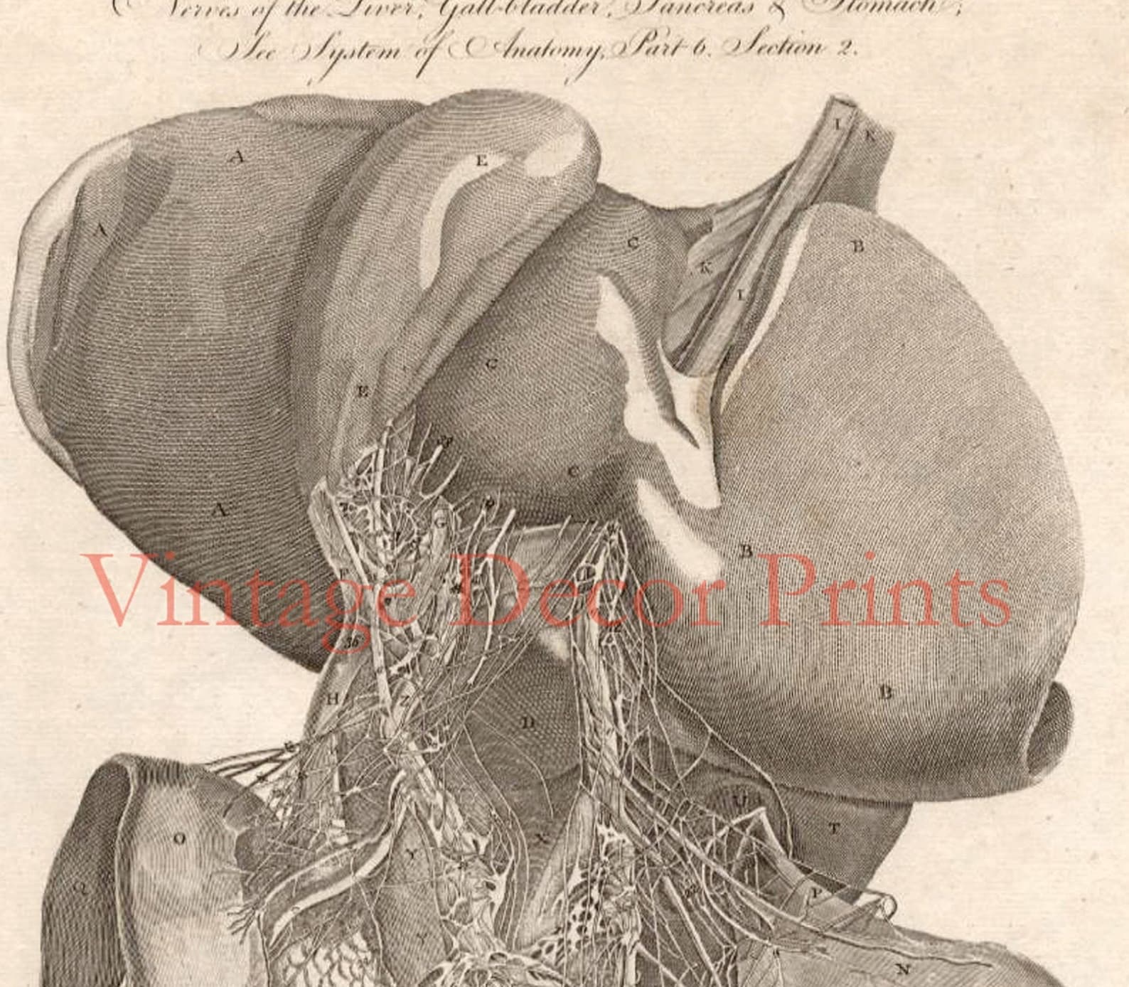 Anatomy Engraving of the Nerves of the Liver Gall-bladder - Etsy