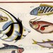 Antique Print of Tropical Reef Fish, 1764 Engraving of Various ...