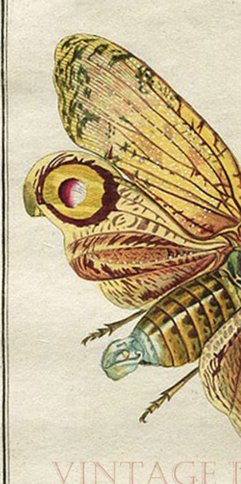 Lantern Fly Insect Print. Nature Study Lantern Fly Print. - Etsy