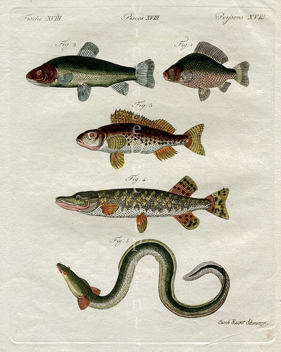 Old Time Fish