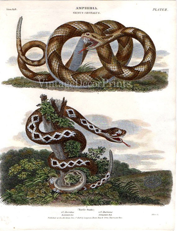 Rattle Snake Engraving . Handcolored Antique Print of Snakes. - Etsy