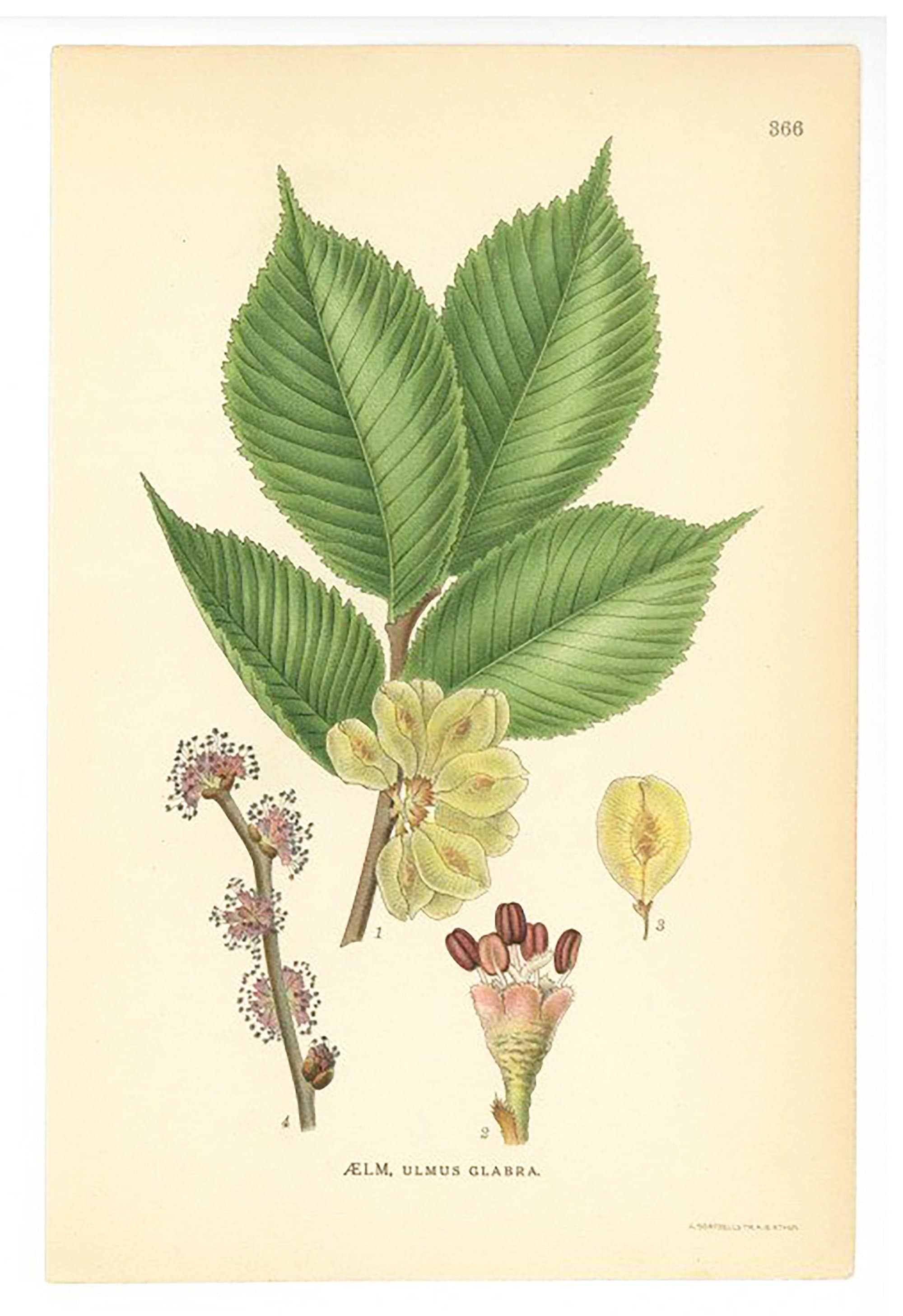 Ulmus Glabra Print, Wych Elm, Botanical Print From Nordens Flora Date ...