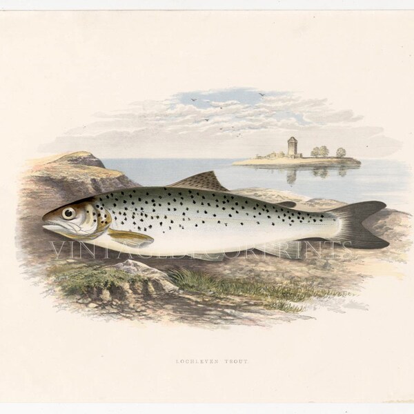 Trout Print - Etsy