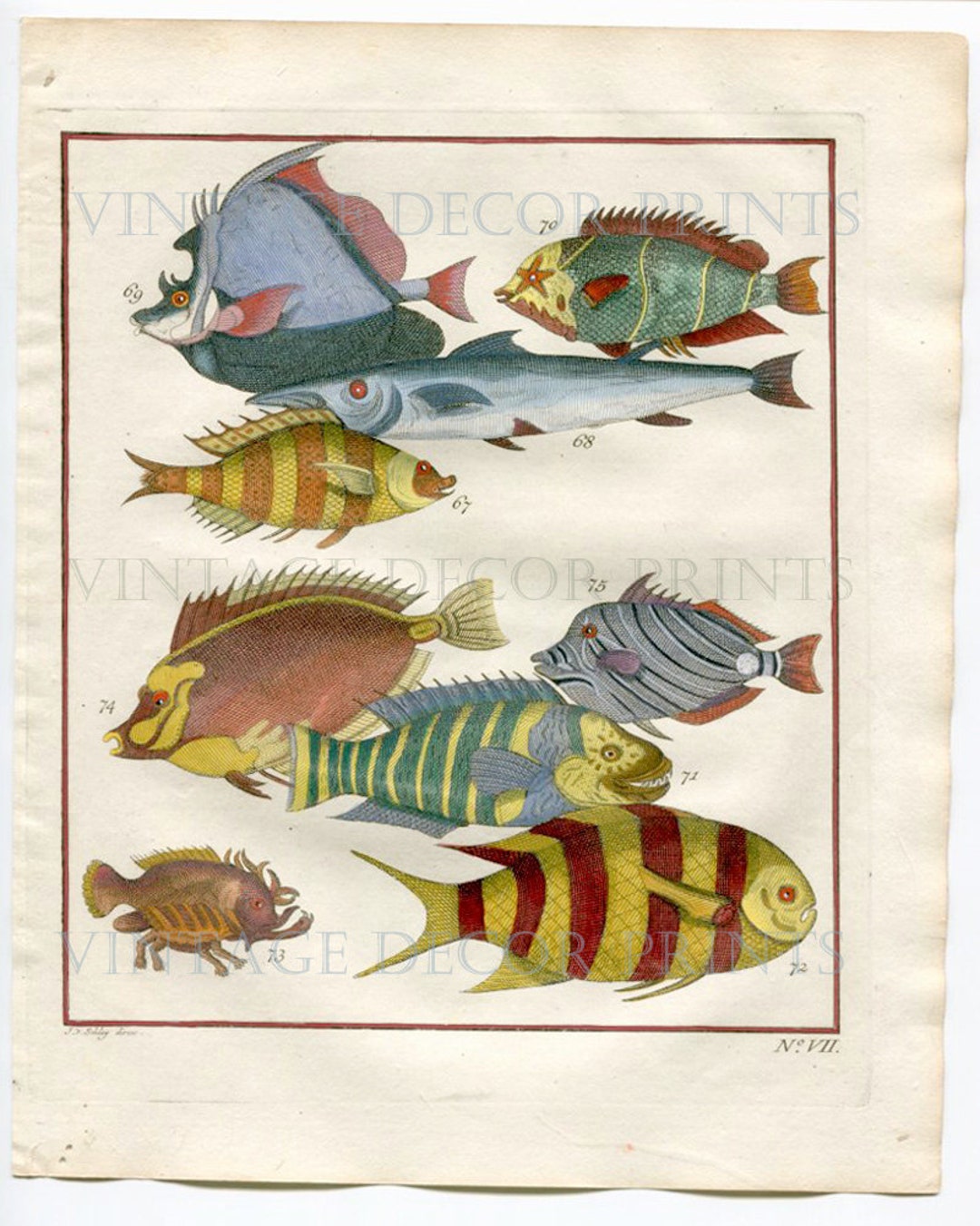 Tropical Reef Fish Engraving of Various Colourful Fish. 1764 Engraving ...