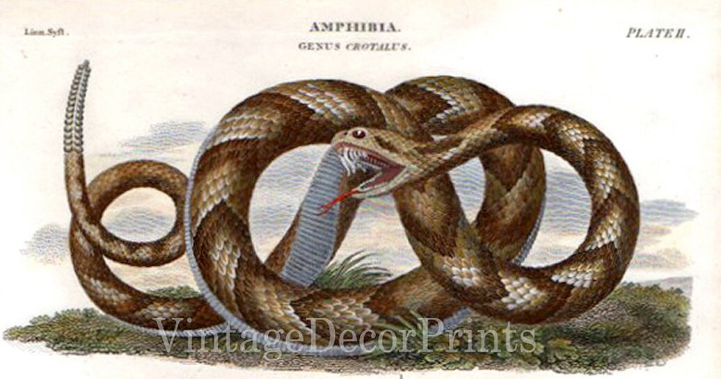 Rattle Snake Engraving . Handcolored Antique Print of Snakes. 1808 ...