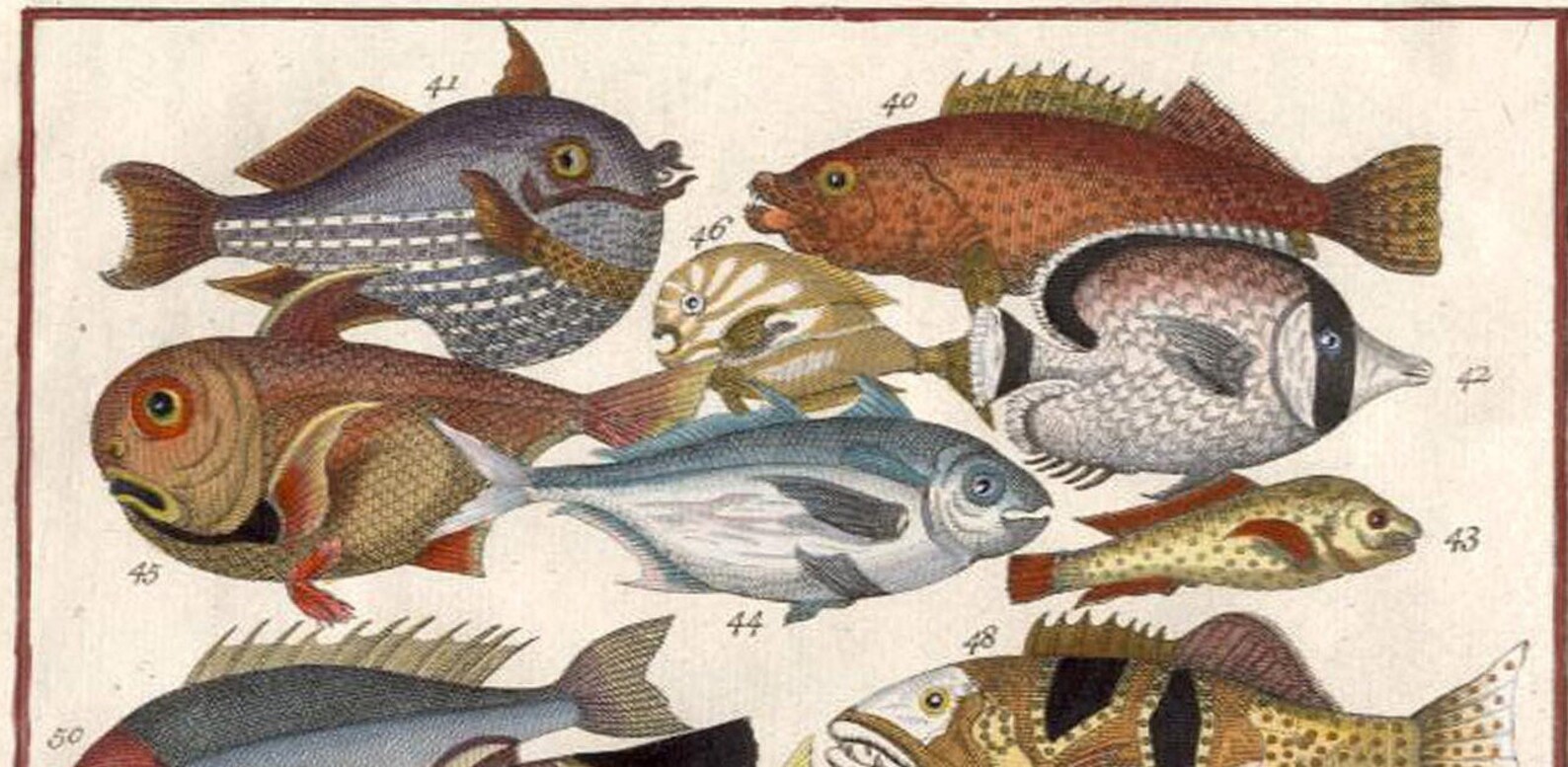 Tropical Fish Engraving of Various Colourful Reef Fish. 1764 Engraving ...