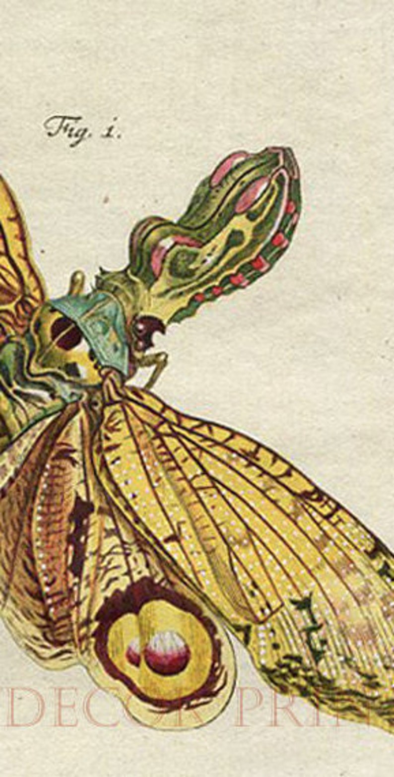 Lantern Fly Insect Print. Nature Study Lantern Fly Print. - Etsy