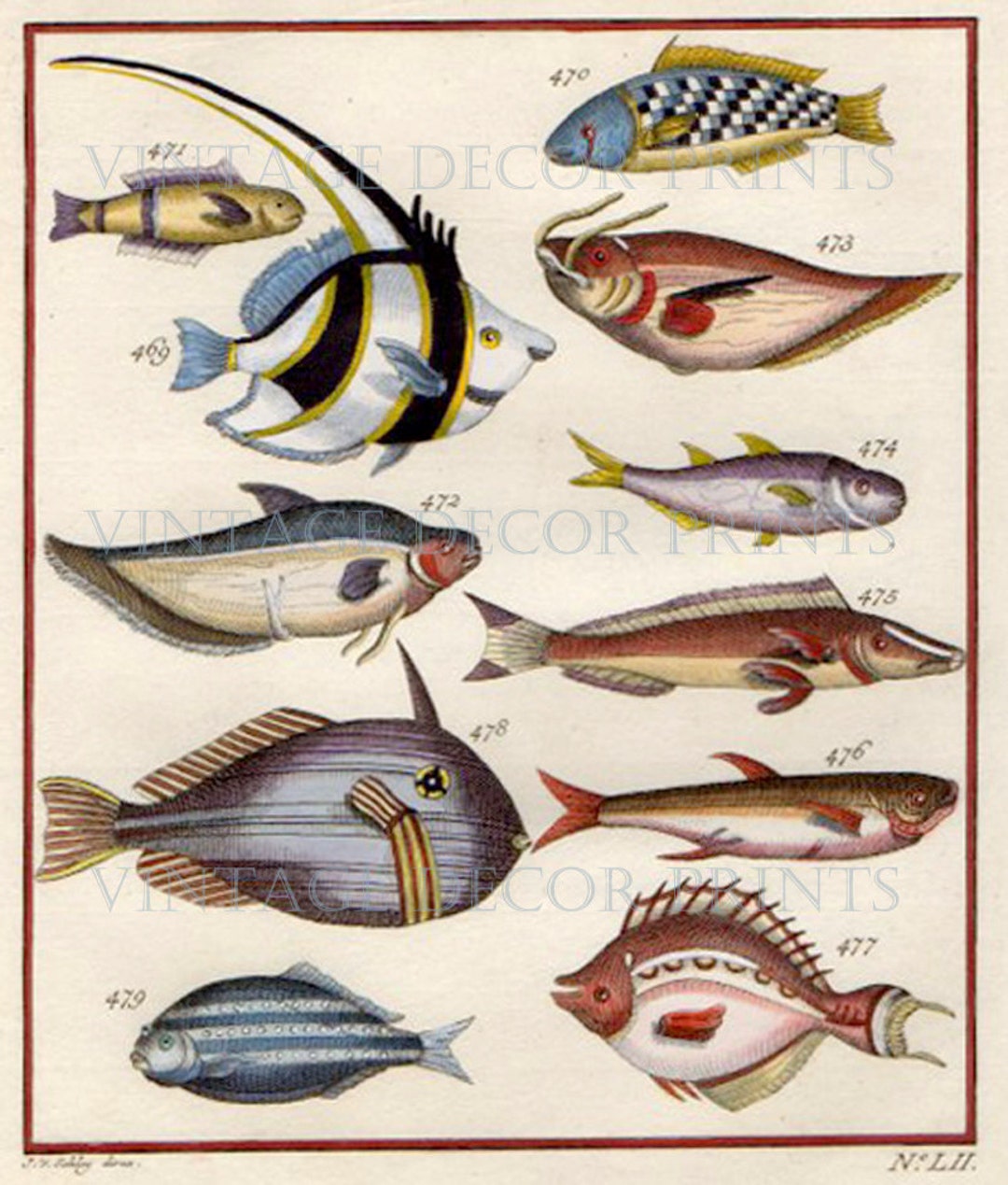Antique Print of Tropical Reef Fish, 1764 Engraving of Various ...