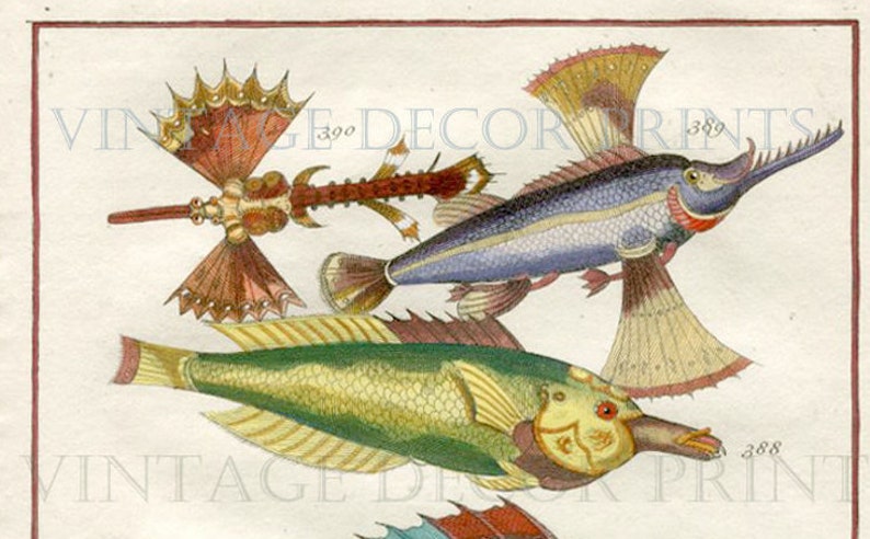 Antique Print of Tropical Reef Fish, 1764 Engraving of Various ...