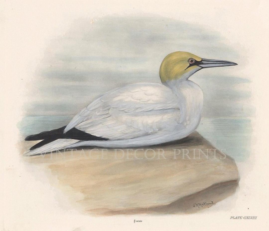 The Gannet or Solan Goose, Hand Coloured Original 1911 Engraving by ...
