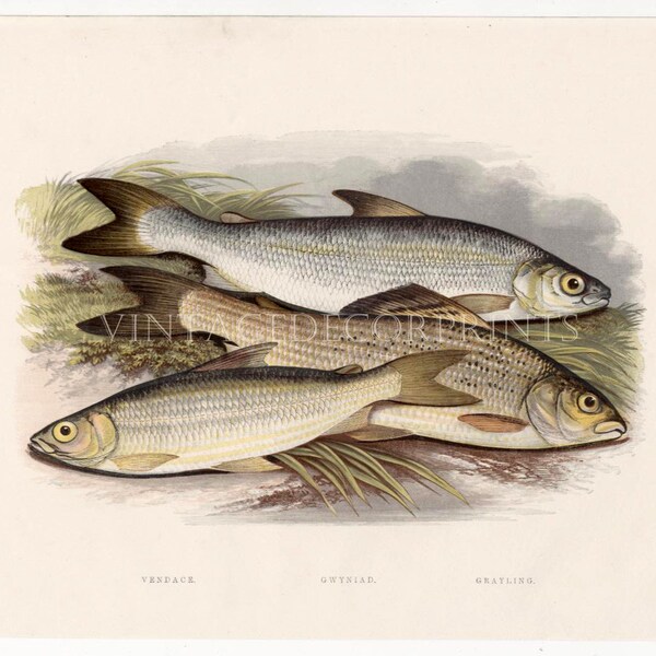 Grayling - Etsy