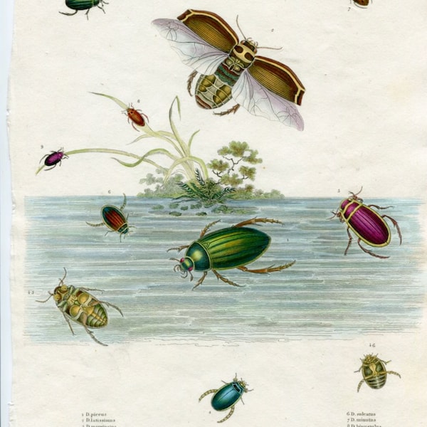 Antique Insect Print - Etsy