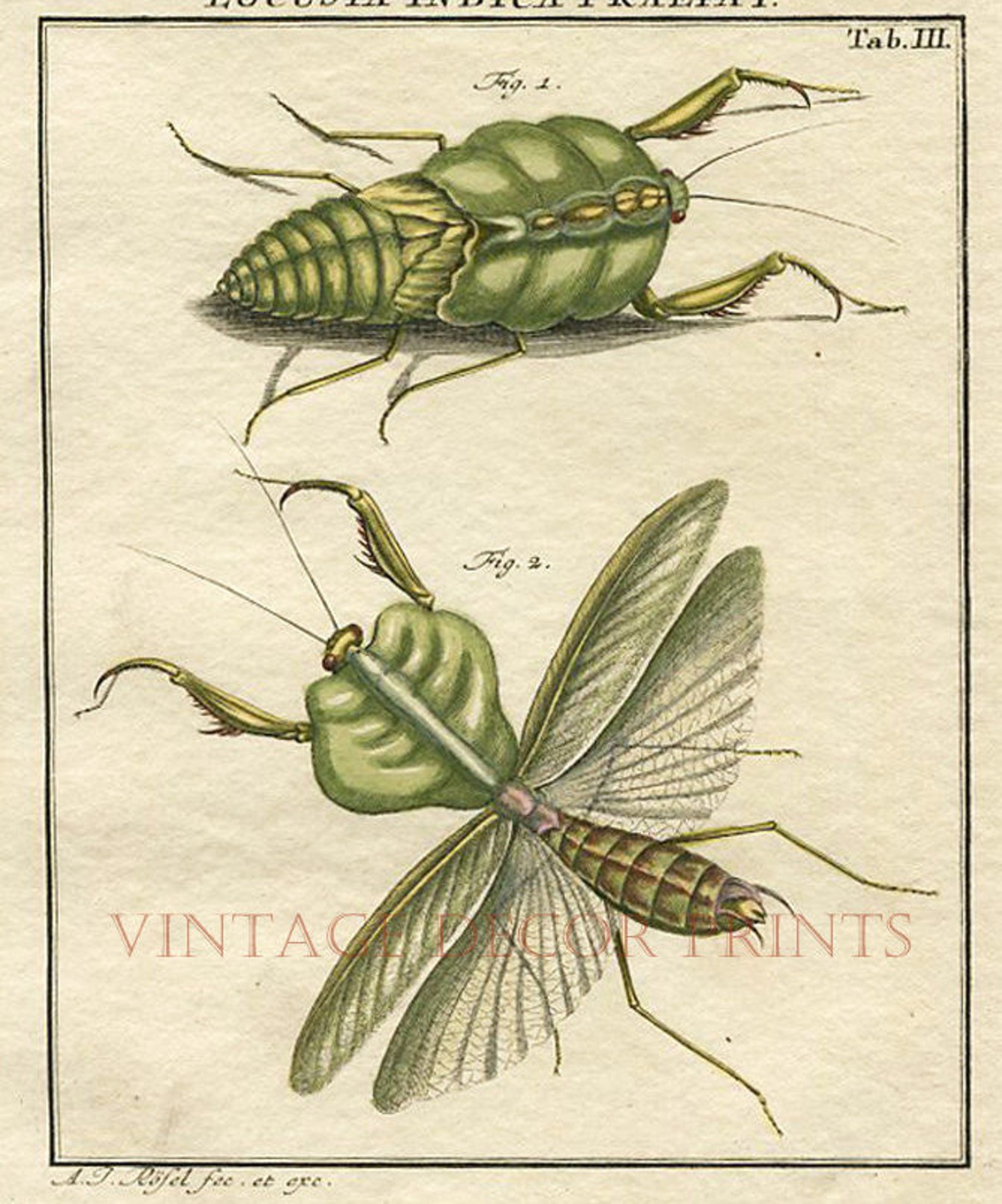 Cricket Insect Hand Painted Antique Print. 1740 Original - Etsy UK