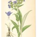 Blue Cowslip, Pulmonaria Angustifolia Print From Nordens Flora Date ...