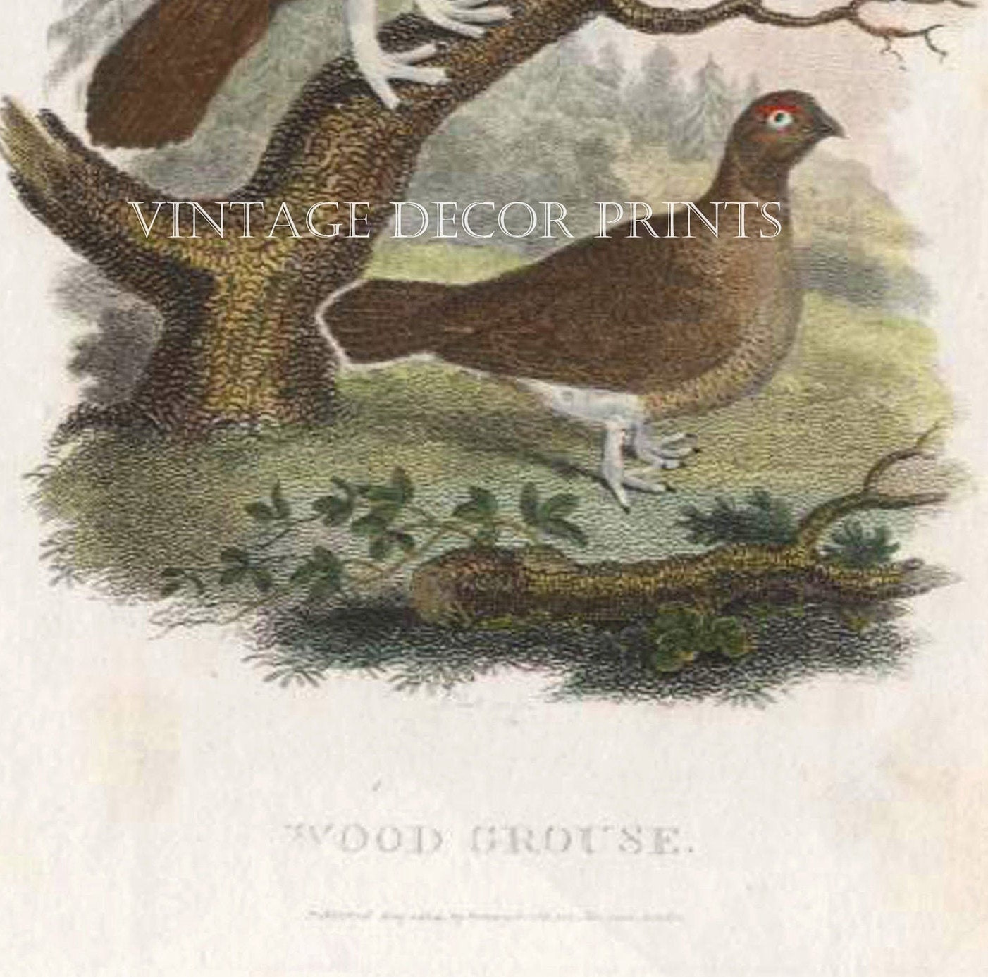 Grouse Original 1807 Antique Engraving From Rural Sports Hand Coloured ...