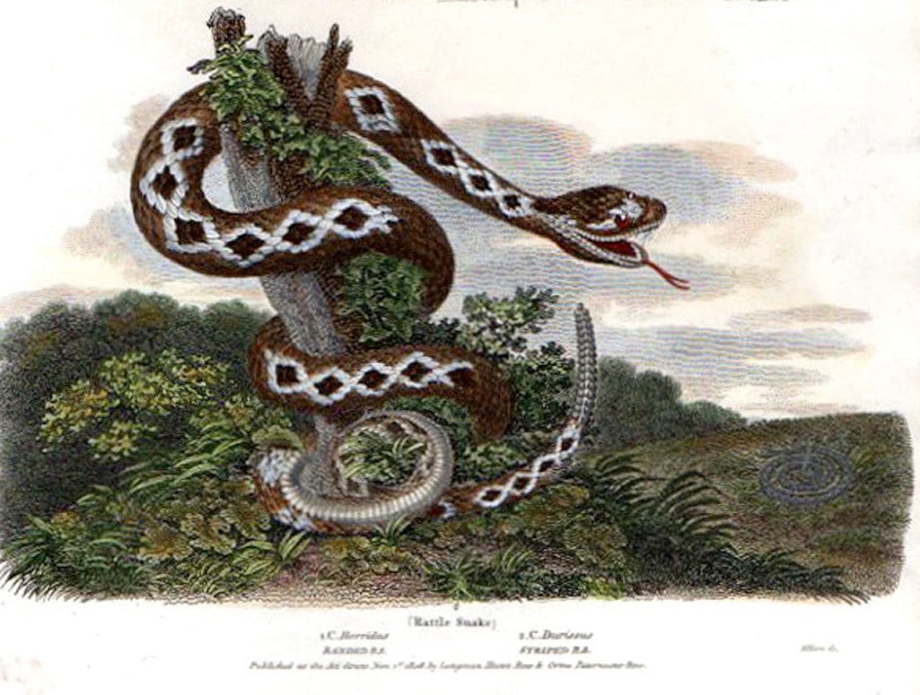 Rattle Snake Engraving Hand Coloured Antique Print of Snakes. 1808 ...
