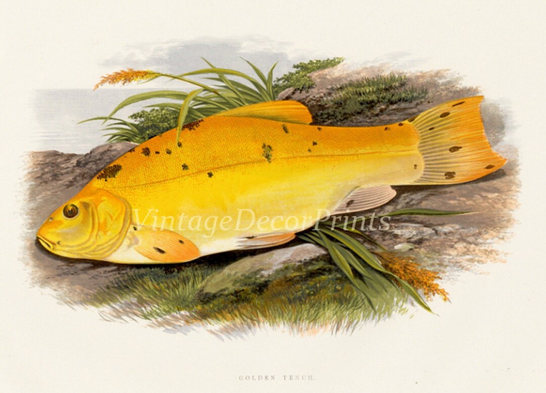 Regalo de pescadores. Impresión de una tenca dorada. 1879 Grabado ...
