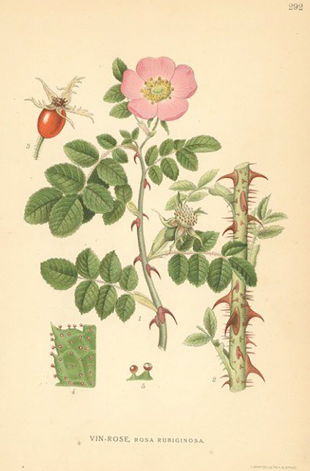Pink Rose, Rosa Rubiginosa Flower Print Botanical Print From Nordens ...