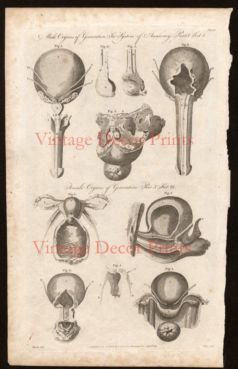 Antique Anatomy Engraving of the Male Organs, and Female Organs. Date ...