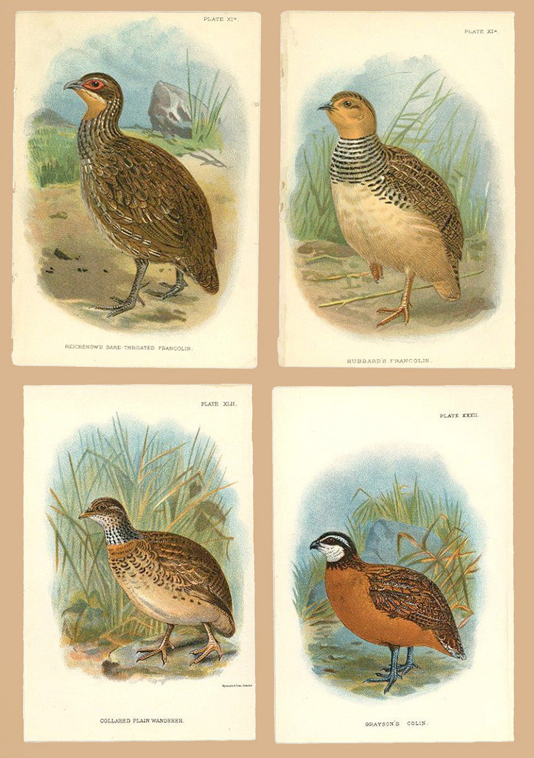 4 Individual Prints of Various Field Birds Date 1886 Antique ...