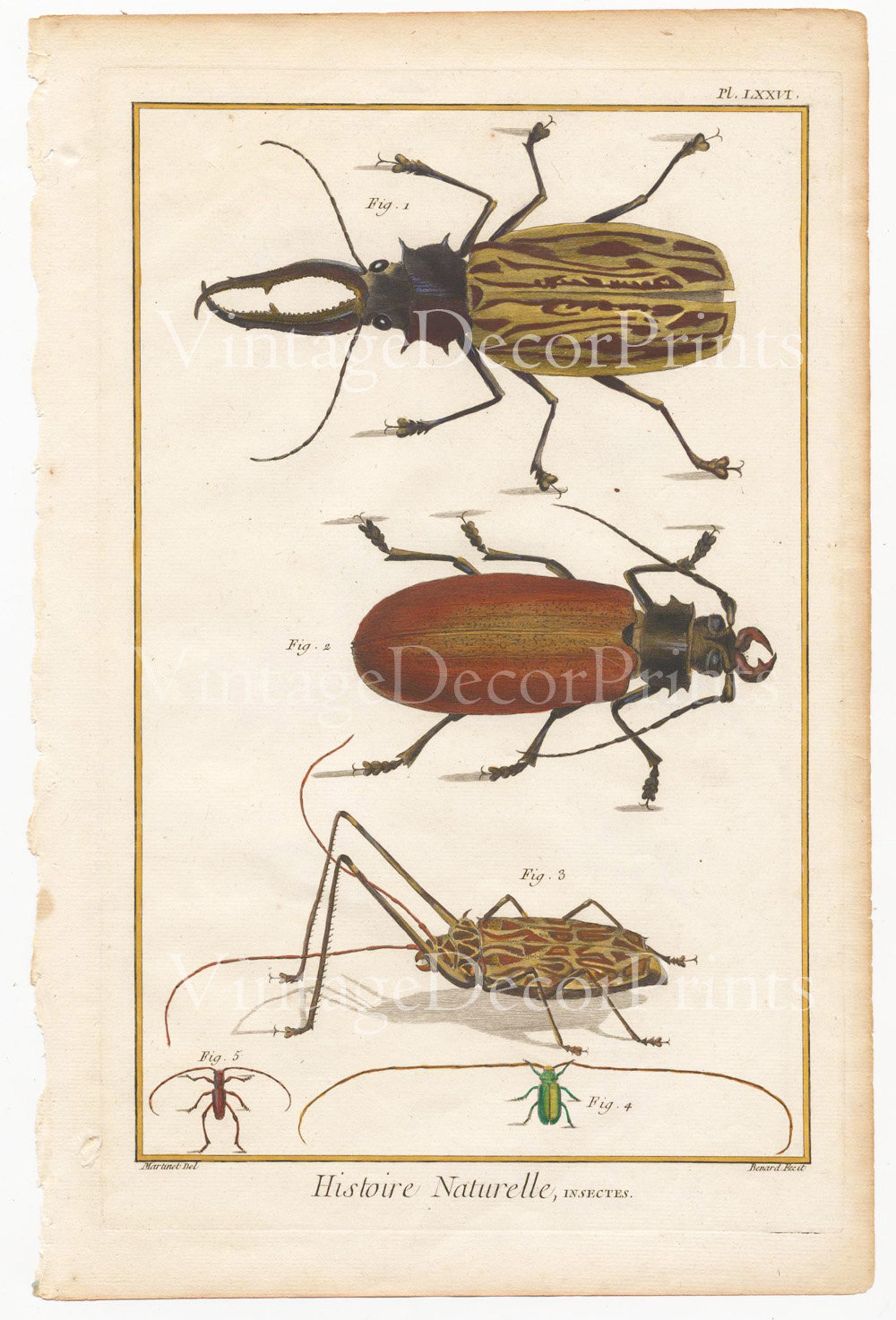 Antique Insect Print From L'encyclopédie Diderot D'alembert. Hand ...