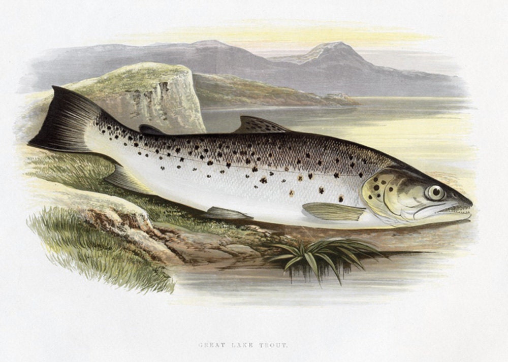 Antique Trout Print. the Great Lake Trout by A.f.lyndon for Rev ...