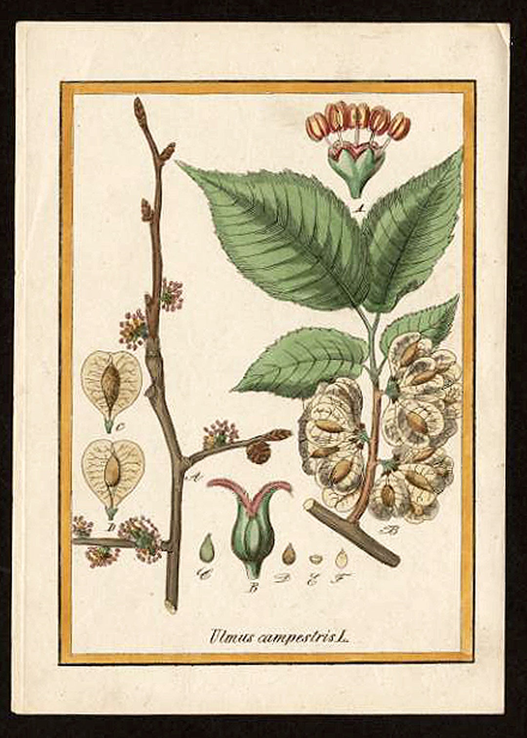 Common Elm or Field Elm Ulmus Campestris L,. Circa 1850 Antique Print ...