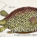 Trunk Fish and Cow Fish Fish Print. Watercoloured Bonnaterre 1788 ...