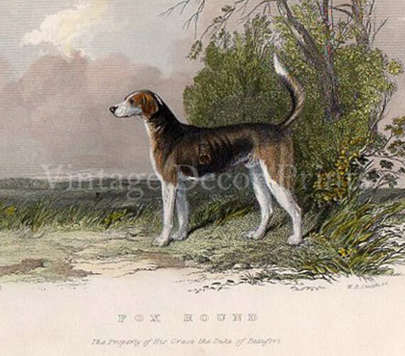 The Fox Hound Handcoloured Antique 1846 Engraving by | Etsy