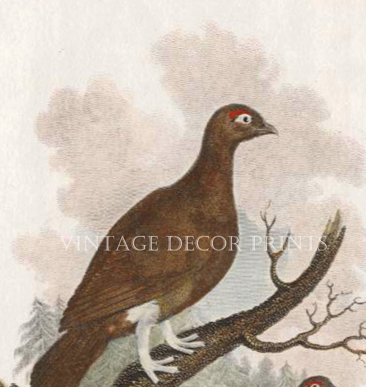 Grouse Original 1807 Antique Engraving From Rural Sports Hand Coloured ...