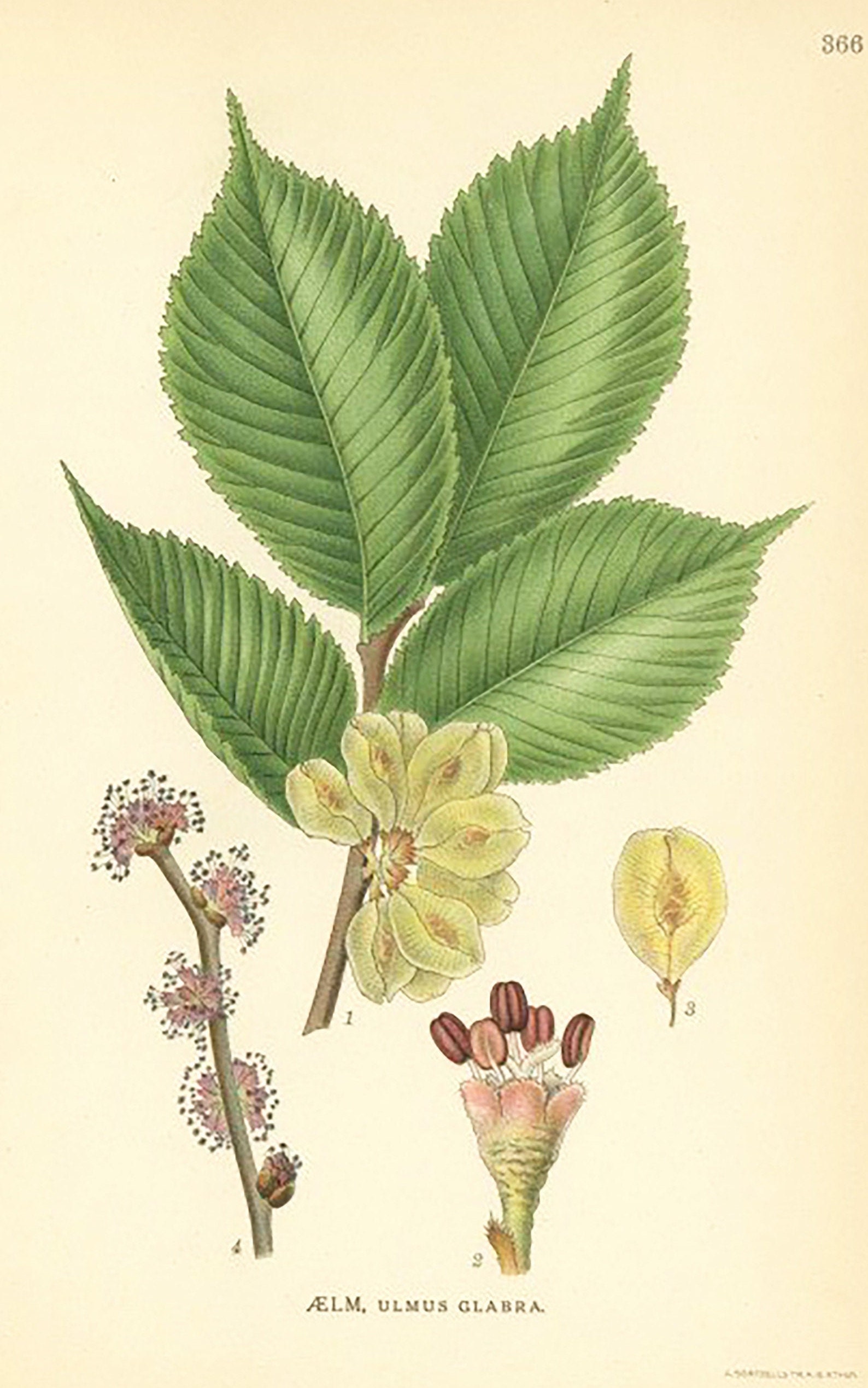 Ulmus Glabra Print, Wych Elm, Botanical Print From Nordens Flora Date ...