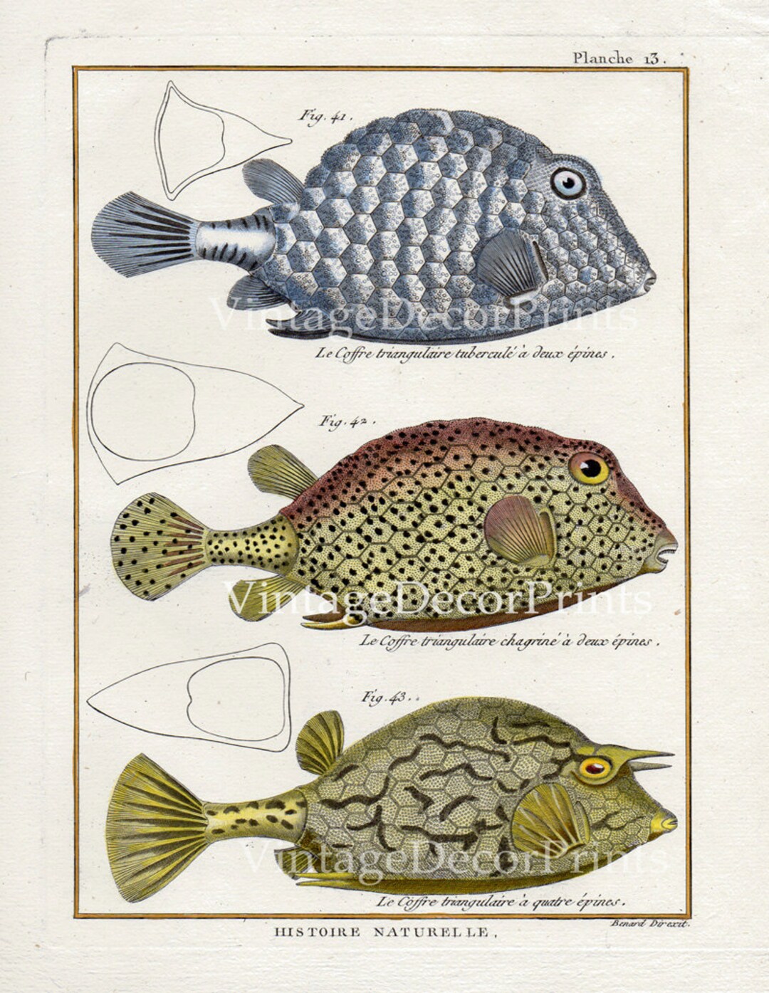 Trunk Fish and Cow Fish Fish Print. Watercoloured Bonnaterre 1788 ...