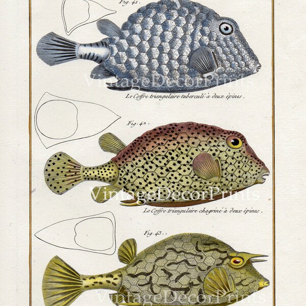 Antique Fish Print - Etsy
