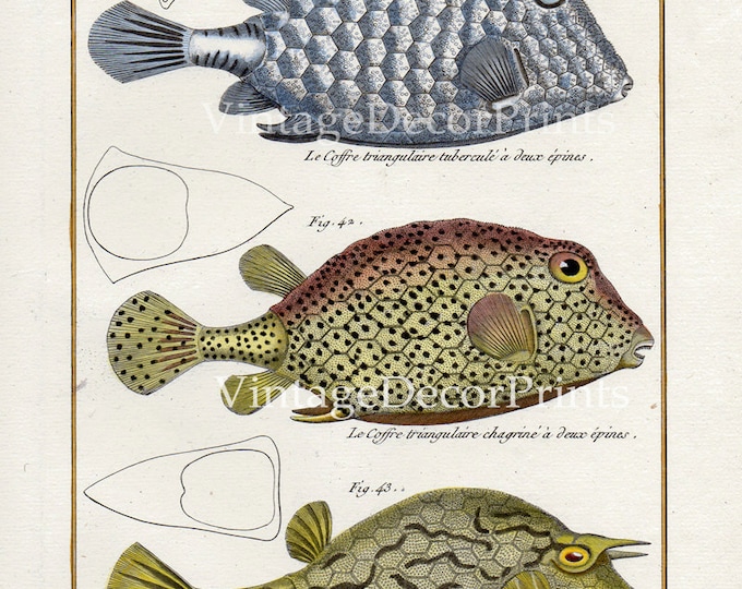 Trunk Fish and Cow Fish Fish Print. Watercoloured Bonnaterre - Etsy