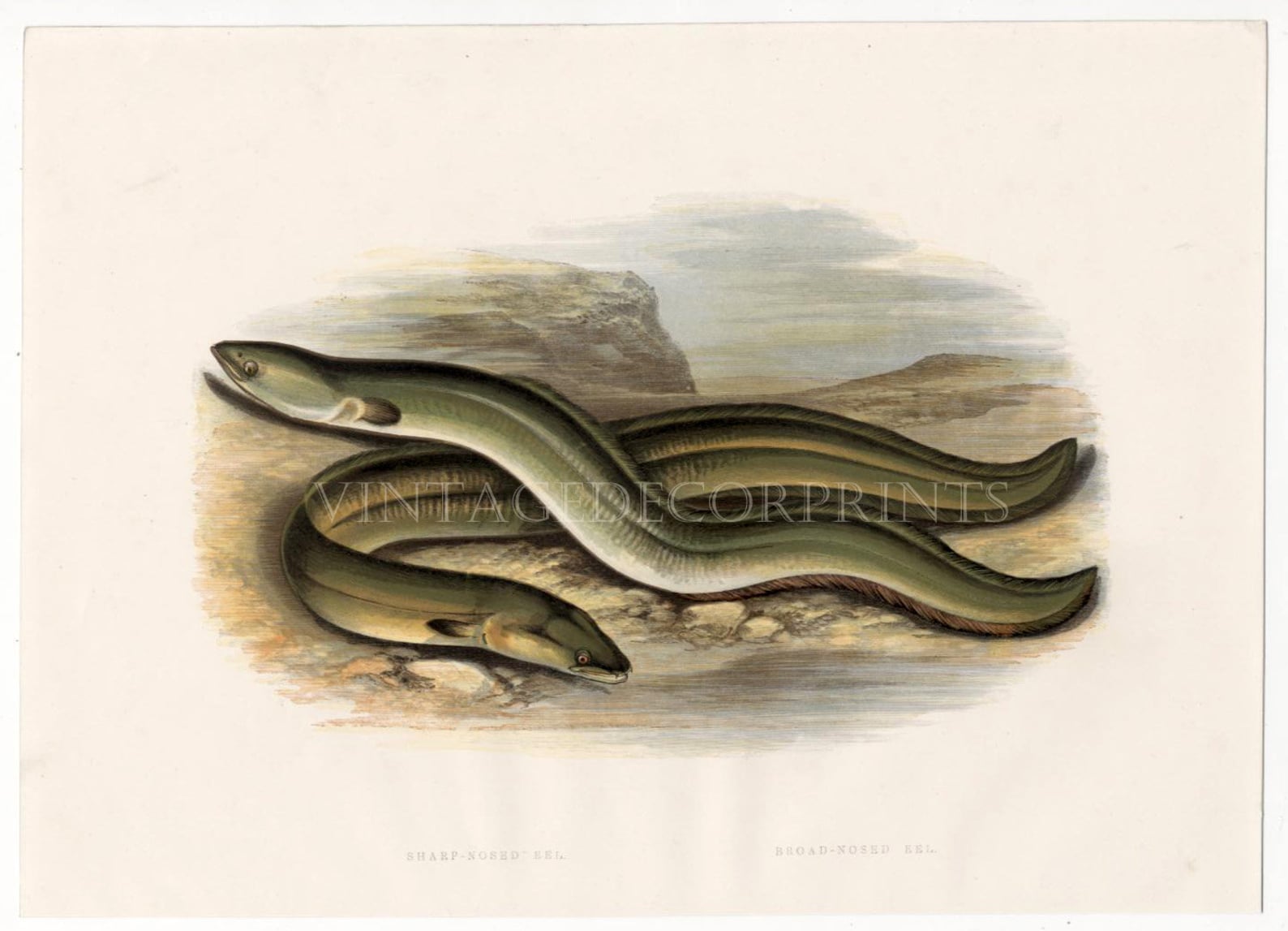 Sharp-nosed Eel. Original Antique Print From the Rev. W. Houghtons ...