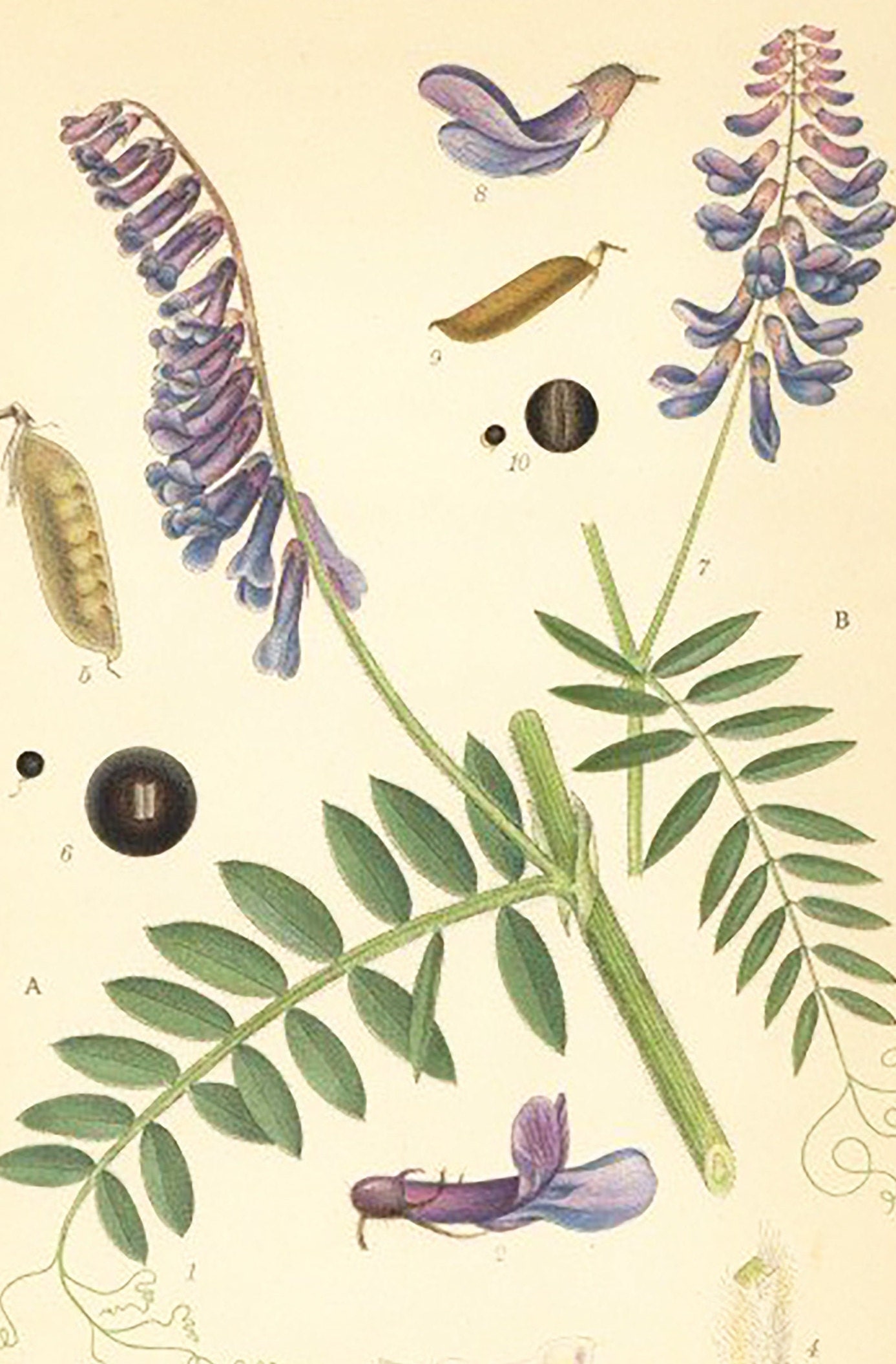 Vicia Villosa, Vicia Cracca Flower Print. Botanical Print From Nordens ...