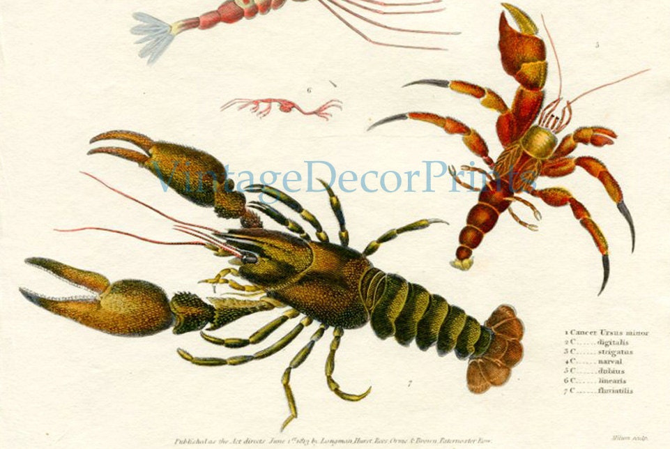 Antique Print of Lobsters. Original 1813 Engraving From Rees Natural ...